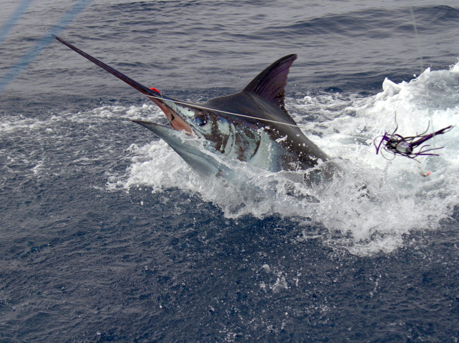 Efsa Fishing | European Federation of Sea Anglers